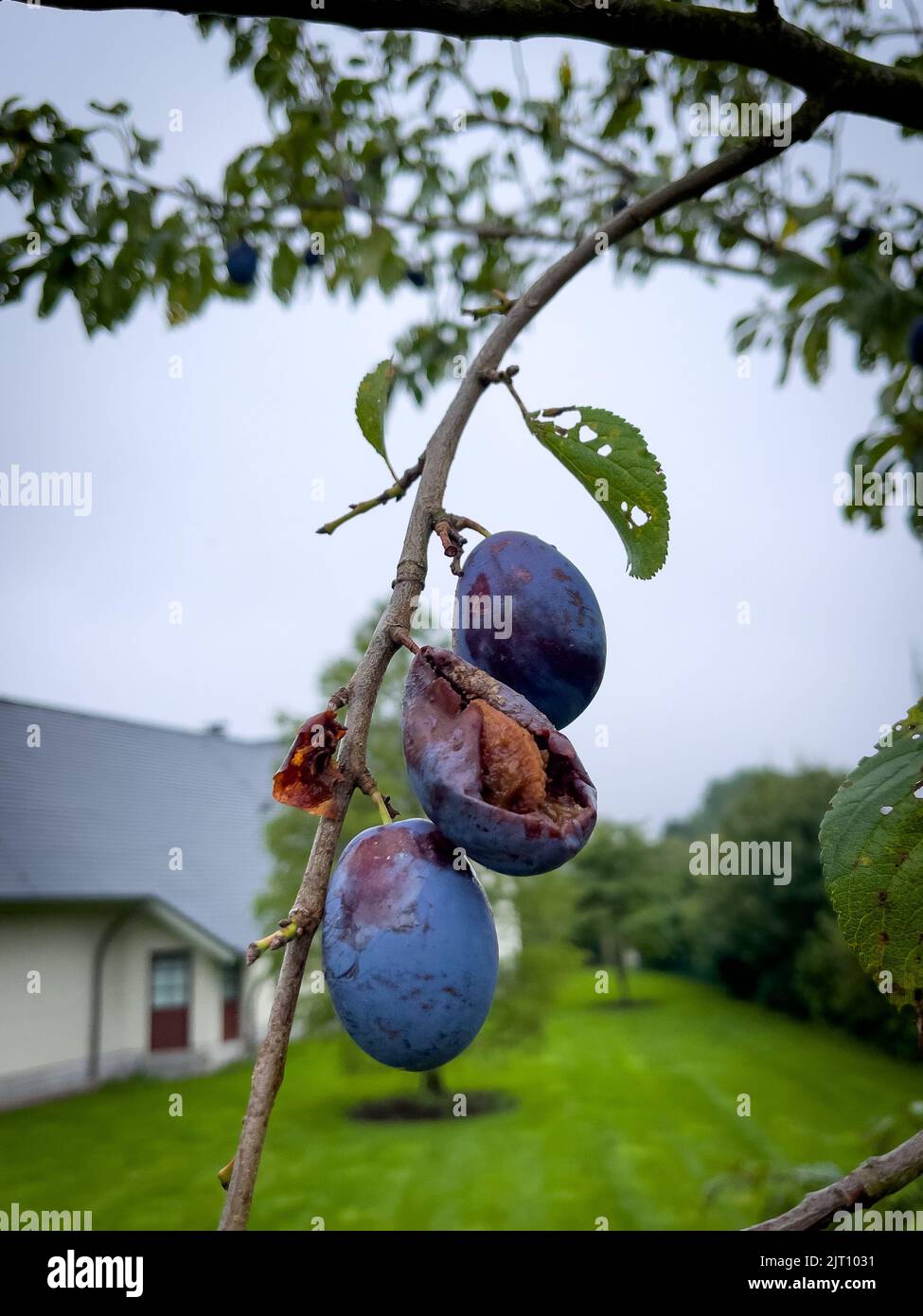 Large ripe plums on branches hi-res stock photography and images - Alamy