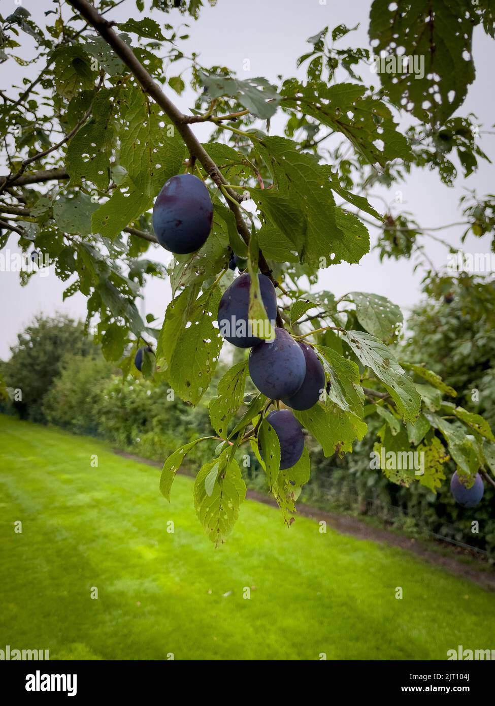Big purple ripe plums hi-res stock photography and images - Alamy