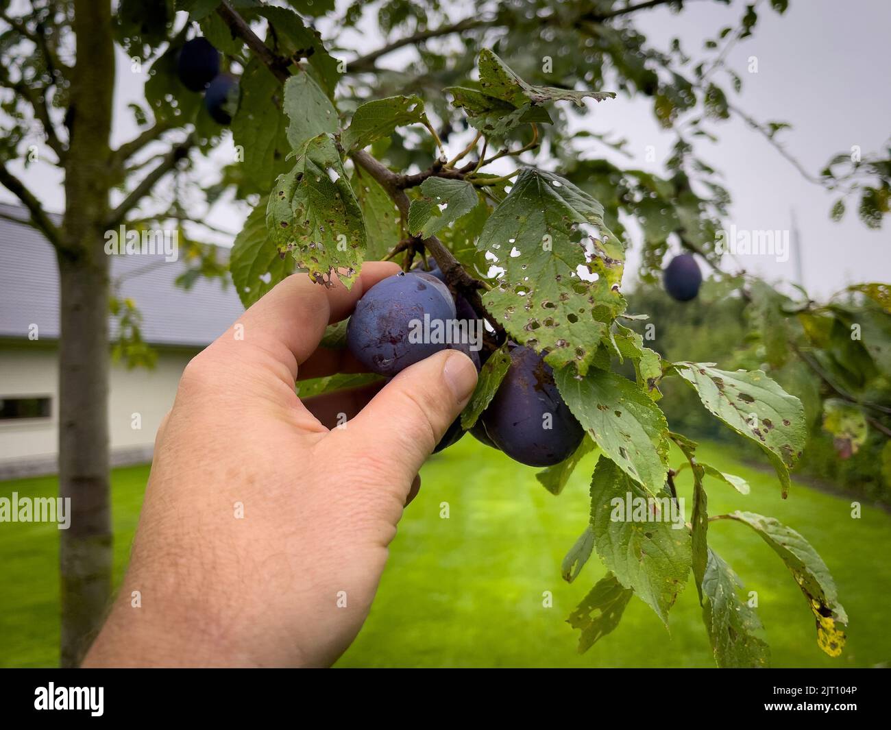 ripe blue plums are picked by hand Stock Photo - Alamy