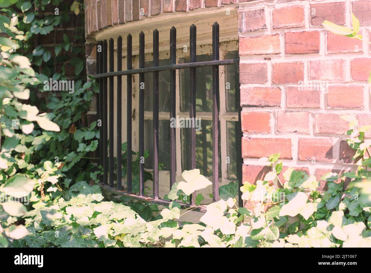 A quiet view of a small garden in front of a residential window covered ...