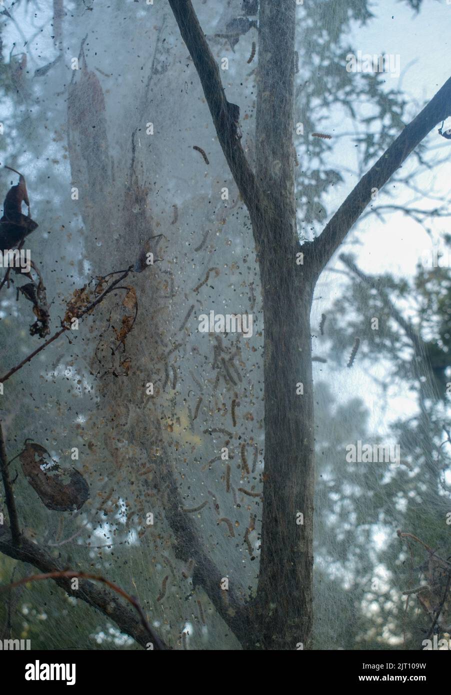 Harmless caterpillar hi-res stock photography and images - Alamy