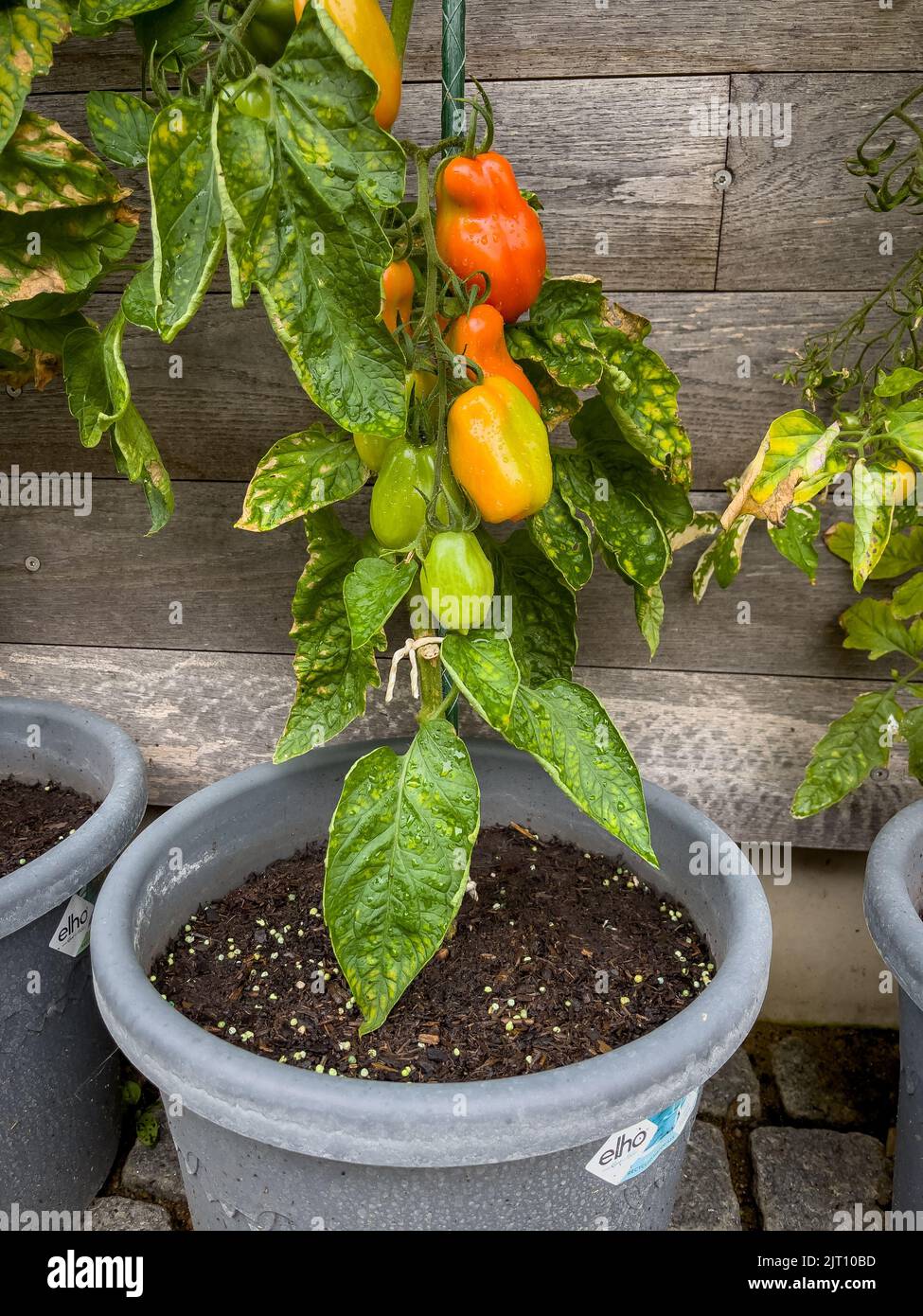 Tomatoes ripen on the perennials on a house wall Stock Photo - Alamy