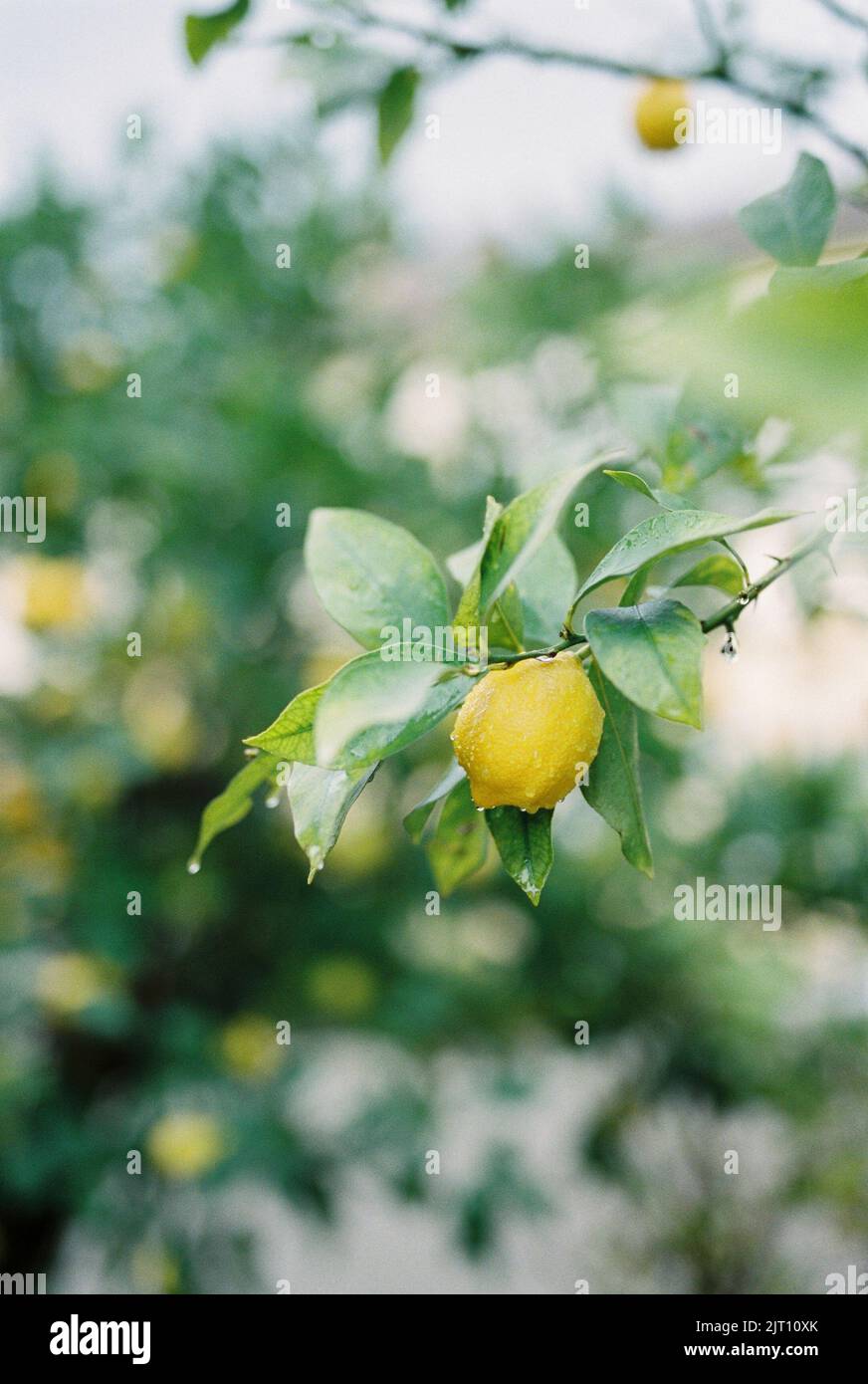 Raindrops on a ripe yellow lemon hanging on a branch. Lake Como, Italy ...