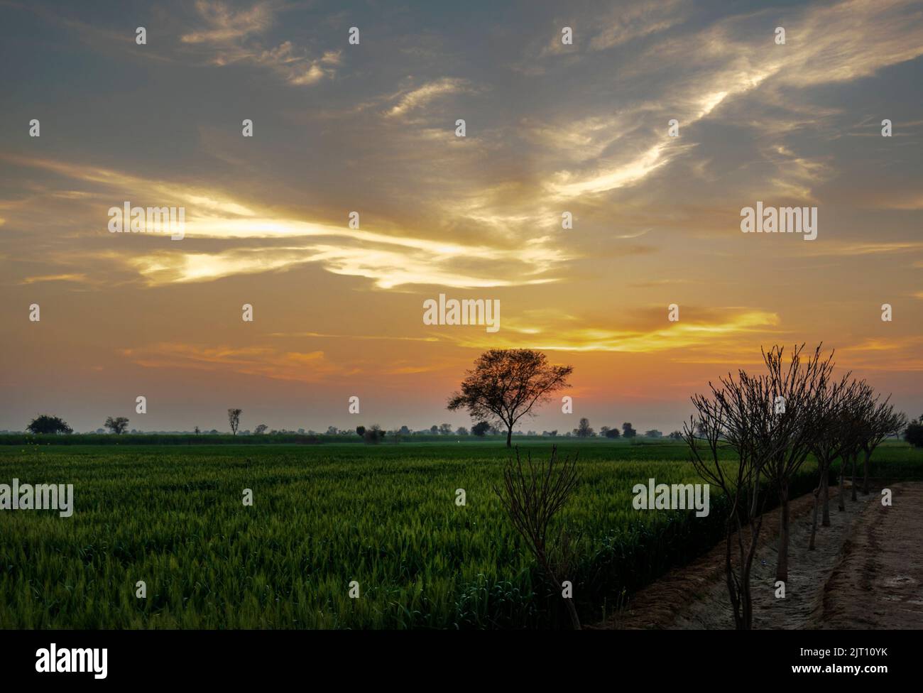 beautiful landscape with green crop beautiful clouds in the sky and ...
