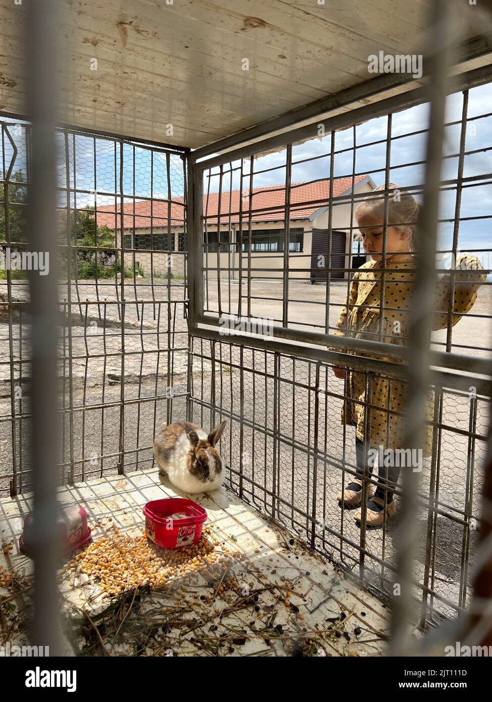 Little girl stands near the fence and looks at a big rabbit Stock Photo ...
