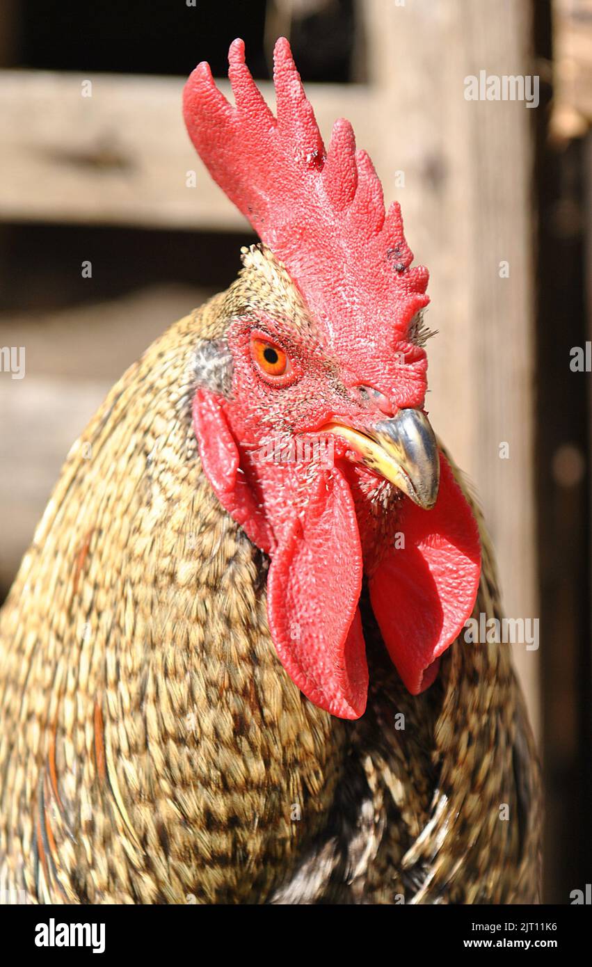 A vertical portrait of a rooster Stock Photo - Alamy