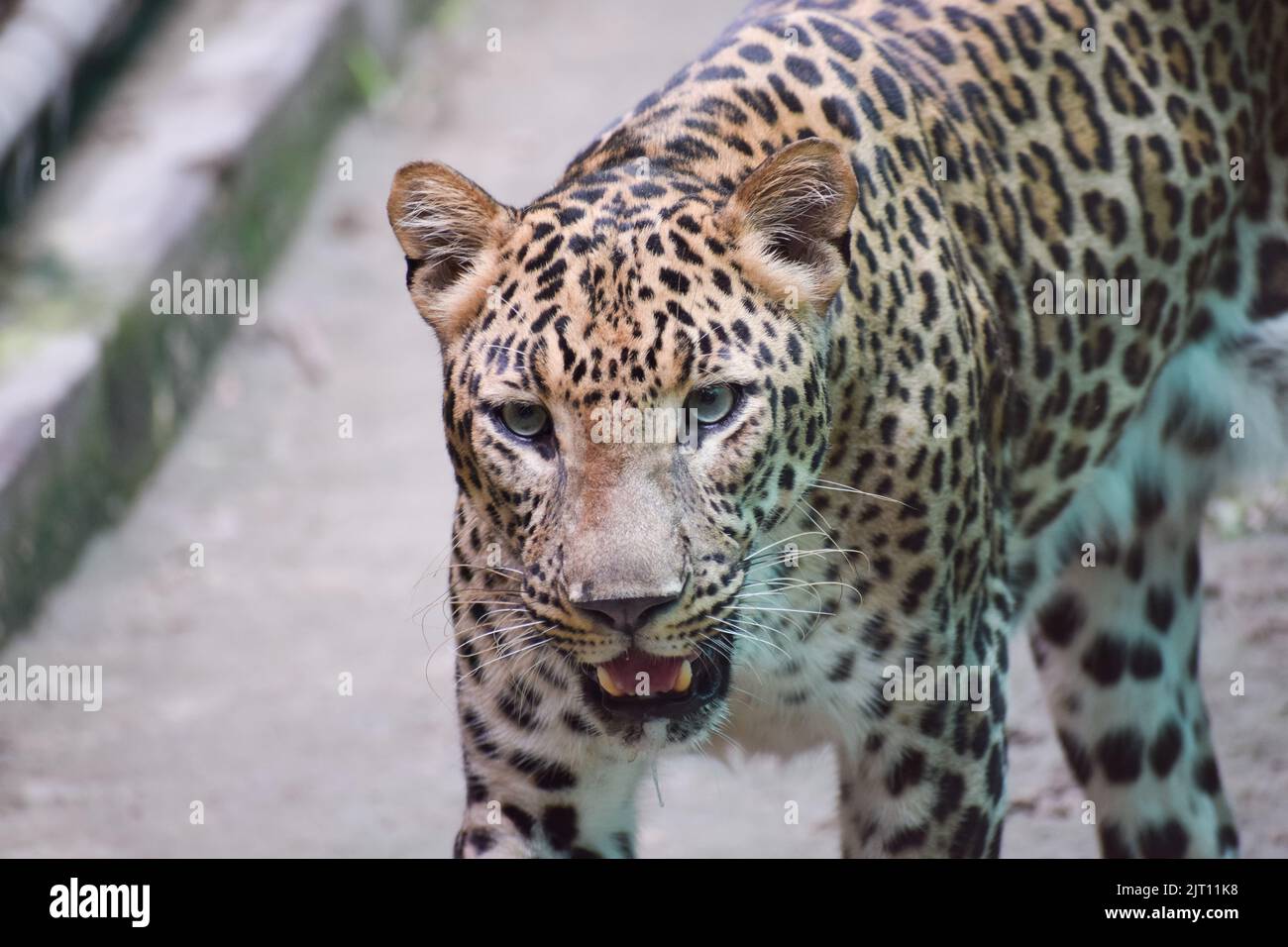 Indian leopards in the wild hi-res stock photography and images - Alamy