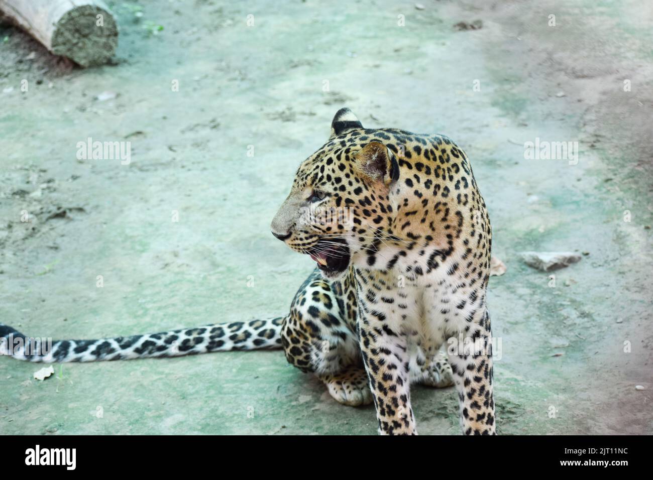 Indian predator hi-res stock photography and images - Alamy