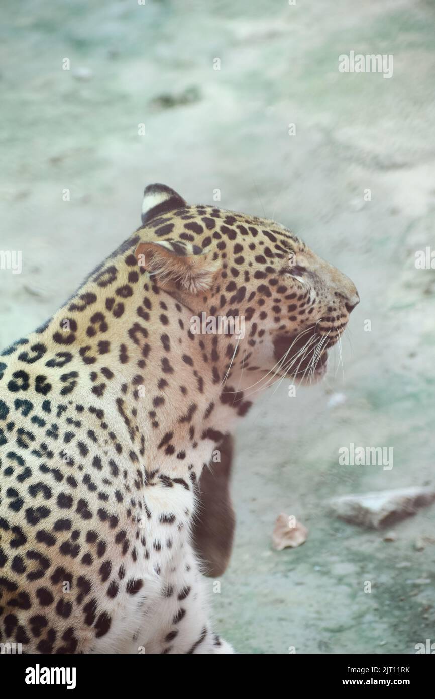 Indian leopard hi-res stock photography and images - Alamy