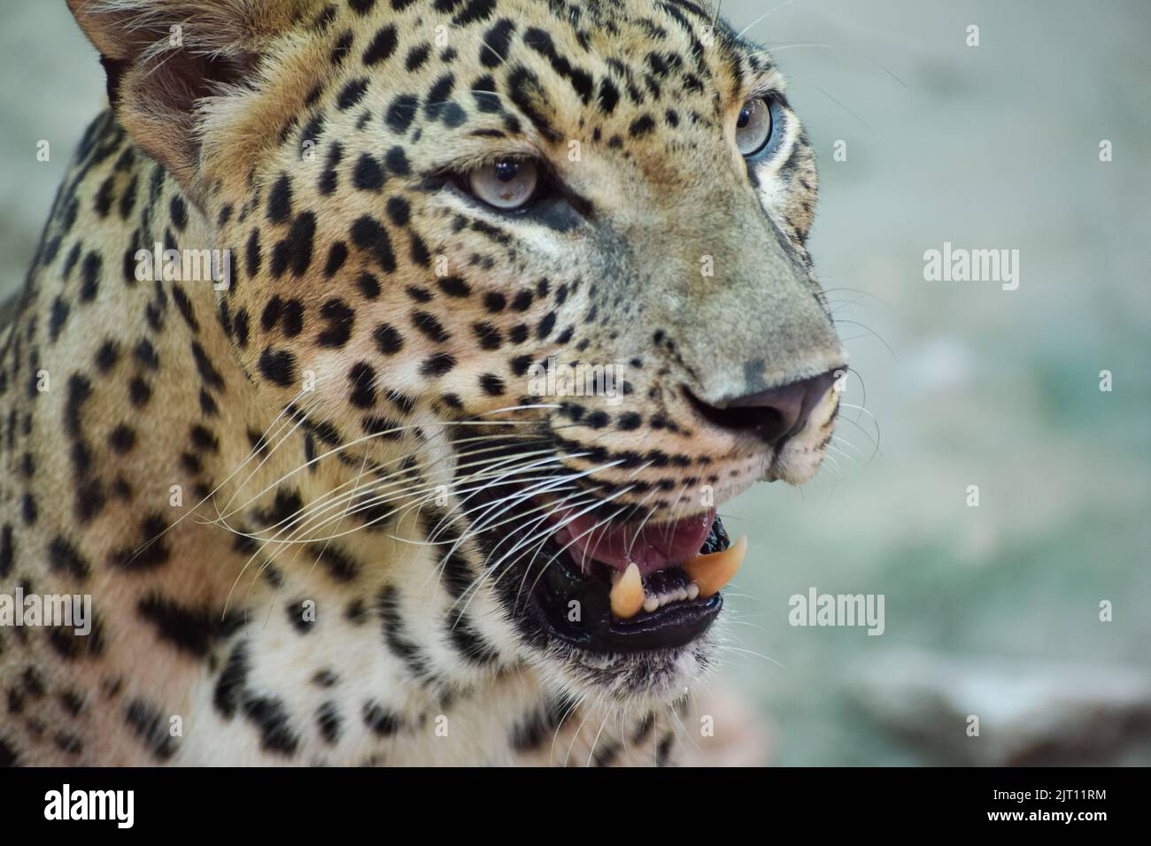 Indian leopard hi-res stock photography and images - Alamy