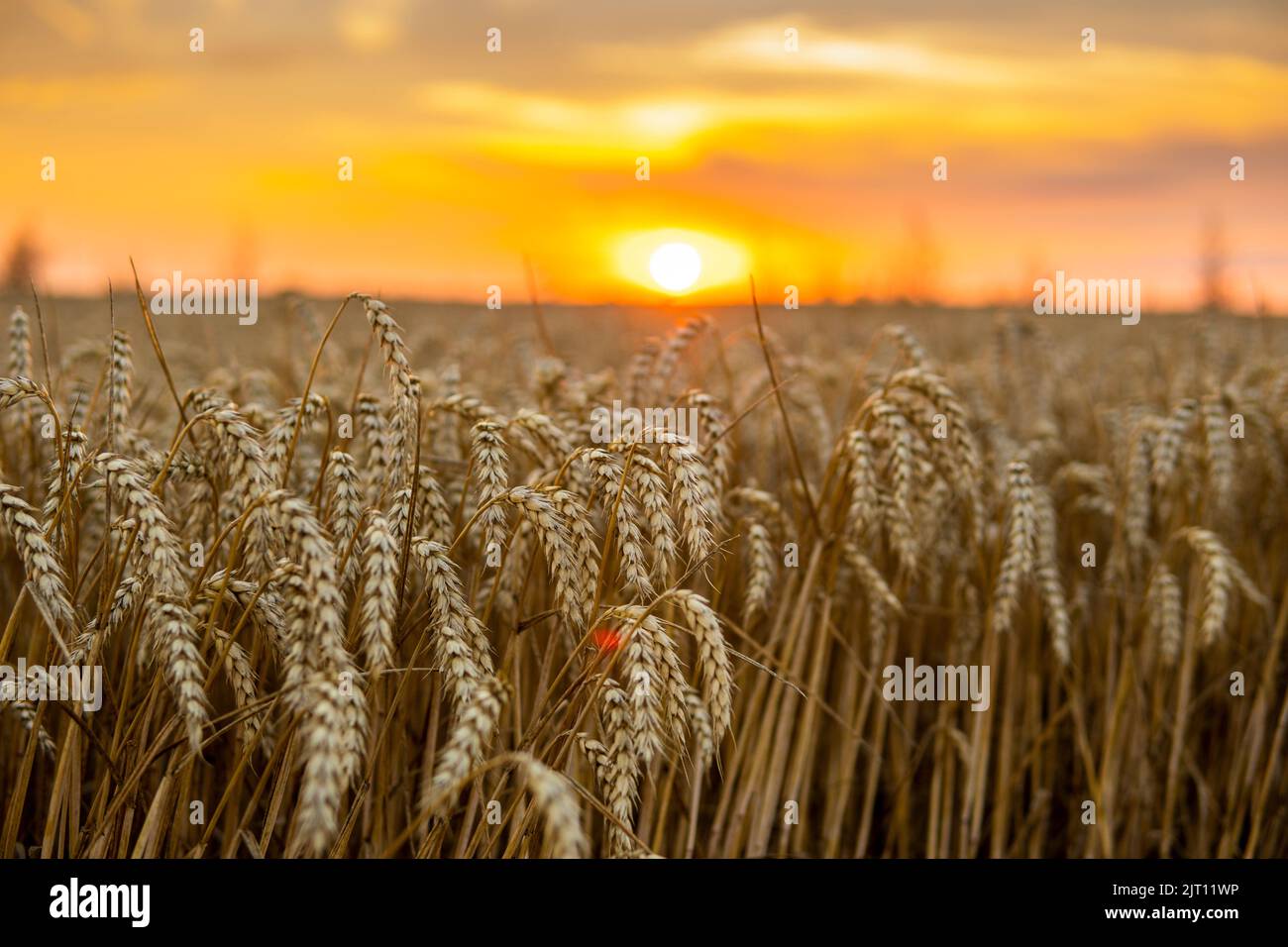Scenic view at beautiful summer sunset in a wheaten field with golden ...