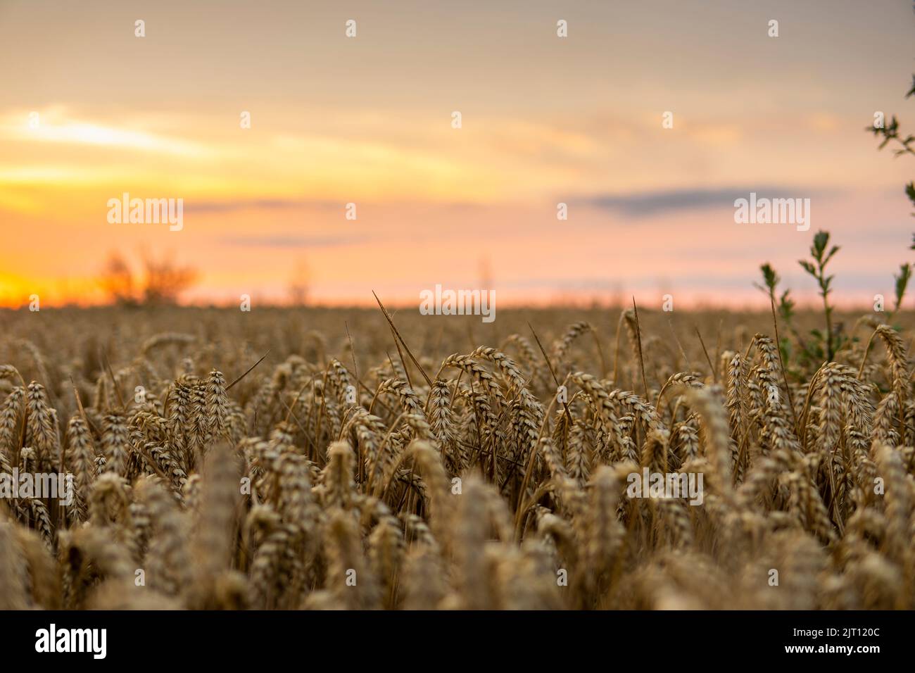 Scene of sunset on the agricultural field with golden ears of wheat in the summer with a cloudy ...