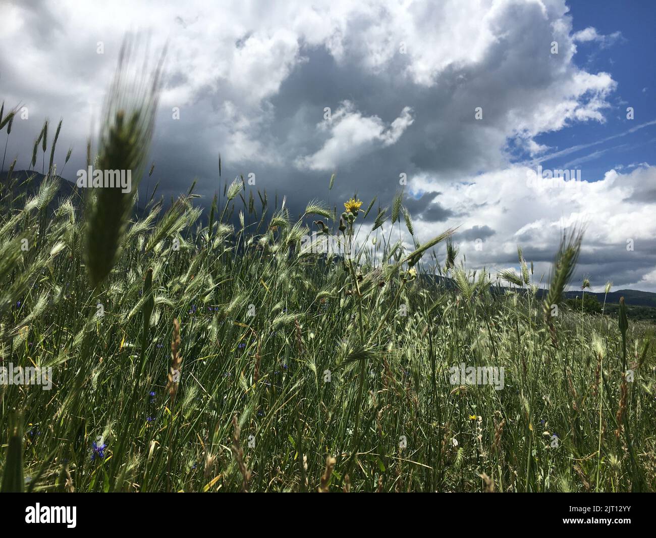 A scenic view of green plants and grass on a field in a rural area in ...