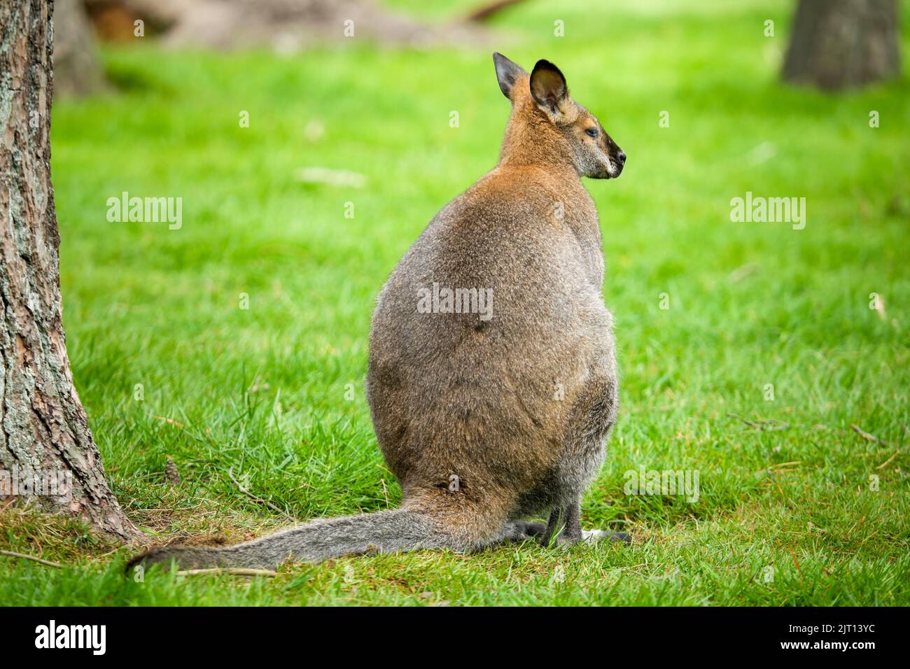 A back view of the Kangaroo sitting on a green grass Stock Photo - Alamy