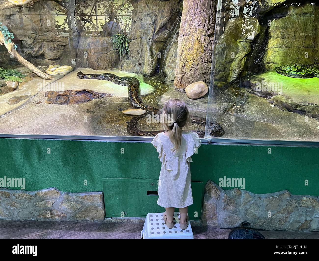 Terrarium glass reptile hi-res stock photography and images - Alamy