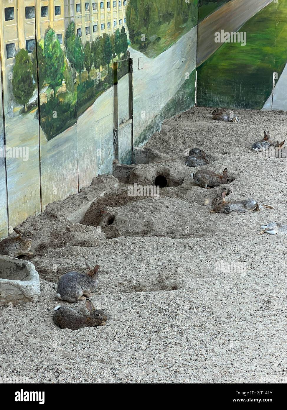 Rabbits lie in the shade on the sand near the holes in the zoo Stock ...