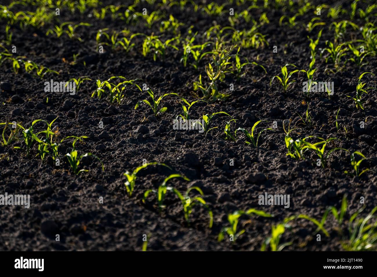 Rows of young small corn plants at farm agricultural field, summer time ...