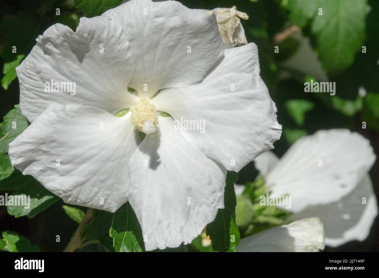 Hibiscus syriacus William R Smith, White Hibiscus flower Stock Photo ...