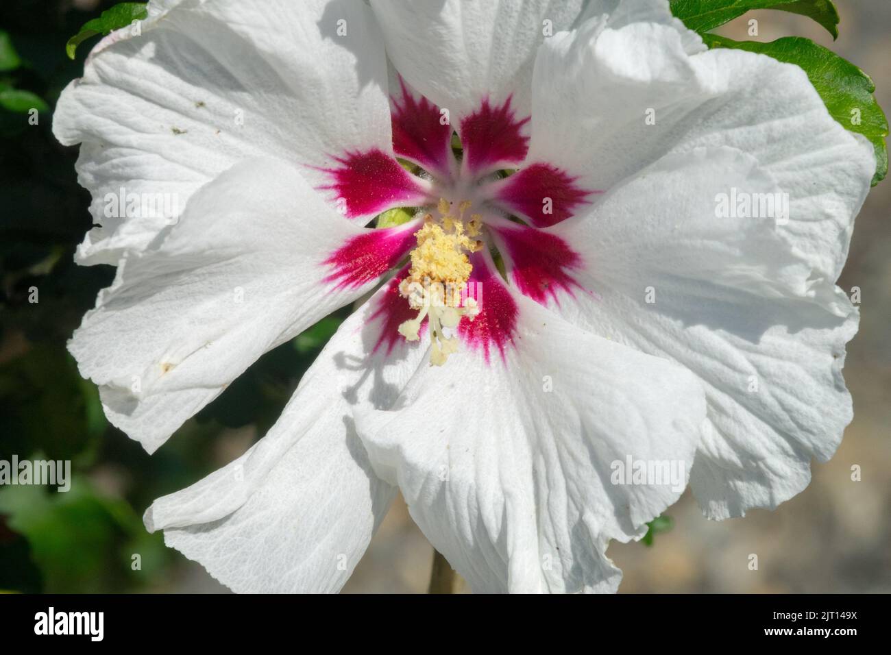 Hibiscus "Minomb", Flower, Hibiscus syriacus "Minomb", White, Bloom ...