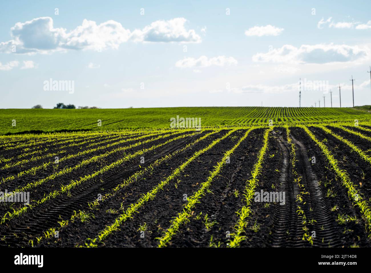 Cornfield, young sprouts growing in rows. Rows of young small corn ...