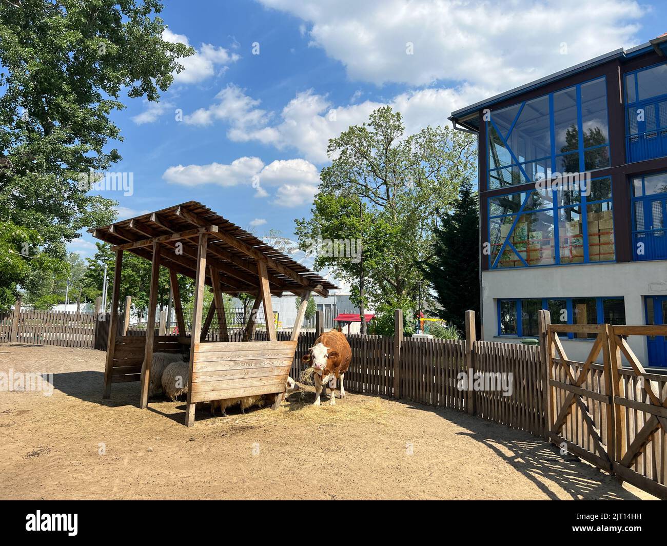 Cow stands in enclosure hi-res stock photography and images - Alamy