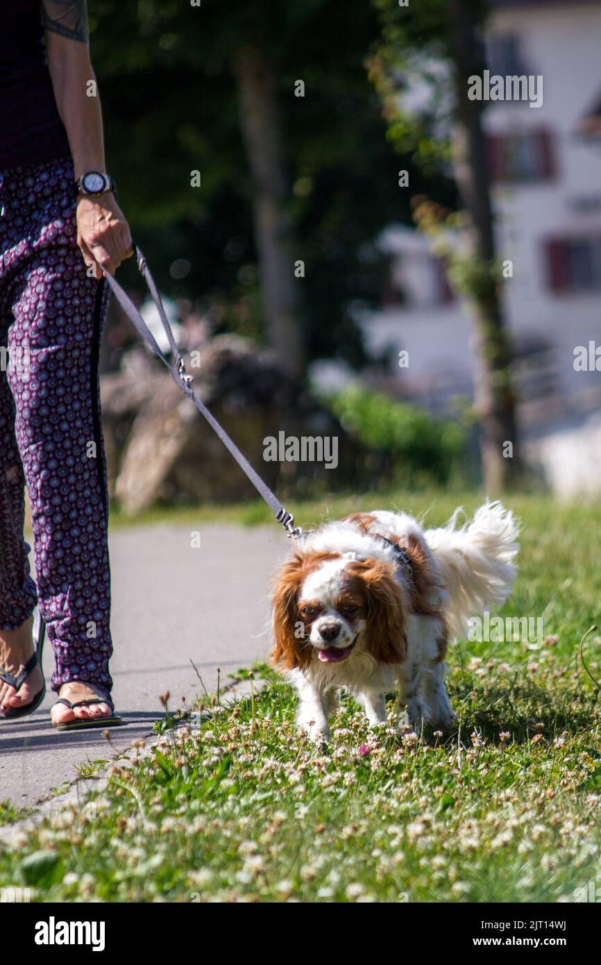 A vertical shot of the dog walker with Cavalier King Charles Spaniel ...
