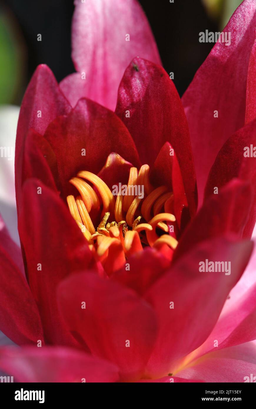 Flowr garden hi-res stock photography and images - Alamy