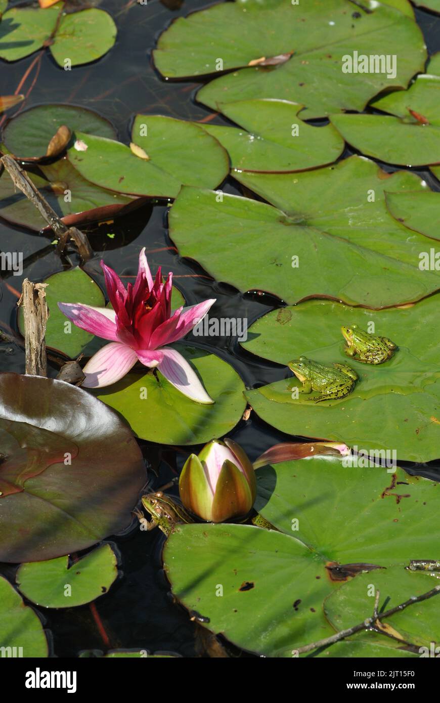 Frogs on water lilies hi-res stock photography and images - Alamy