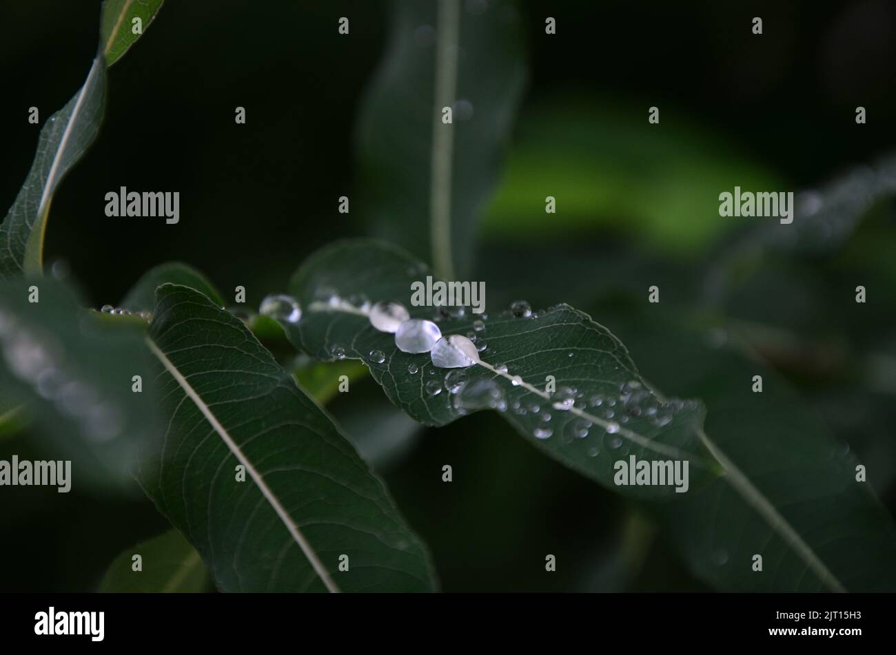 Leaves from a tree with very decent and unclear waterdrops on them. The ...
