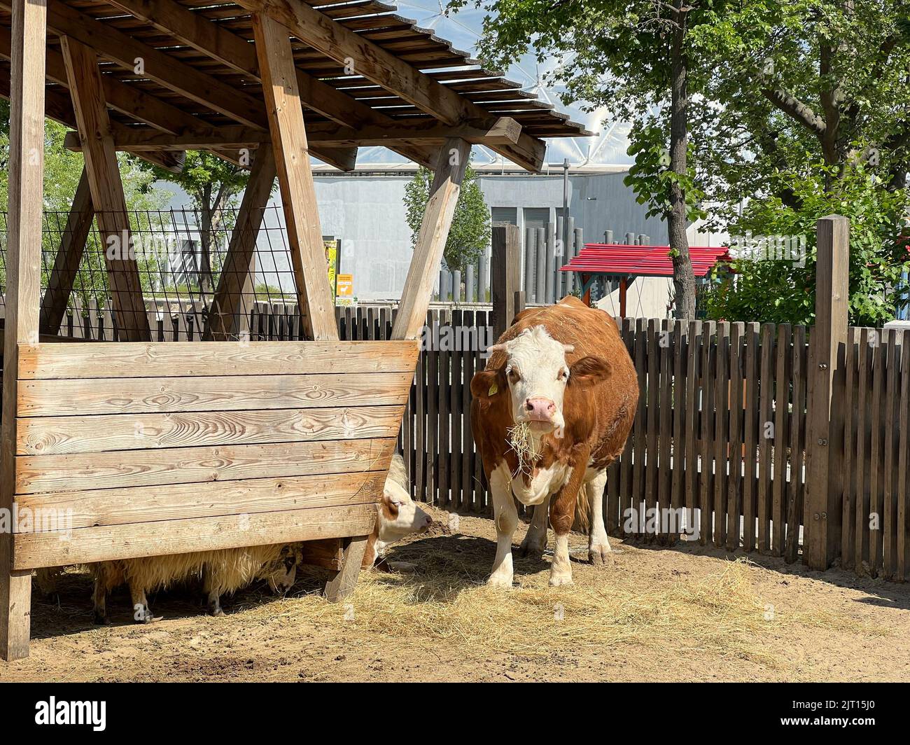 Cow shed stand hi-res stock photography and images - Alamy