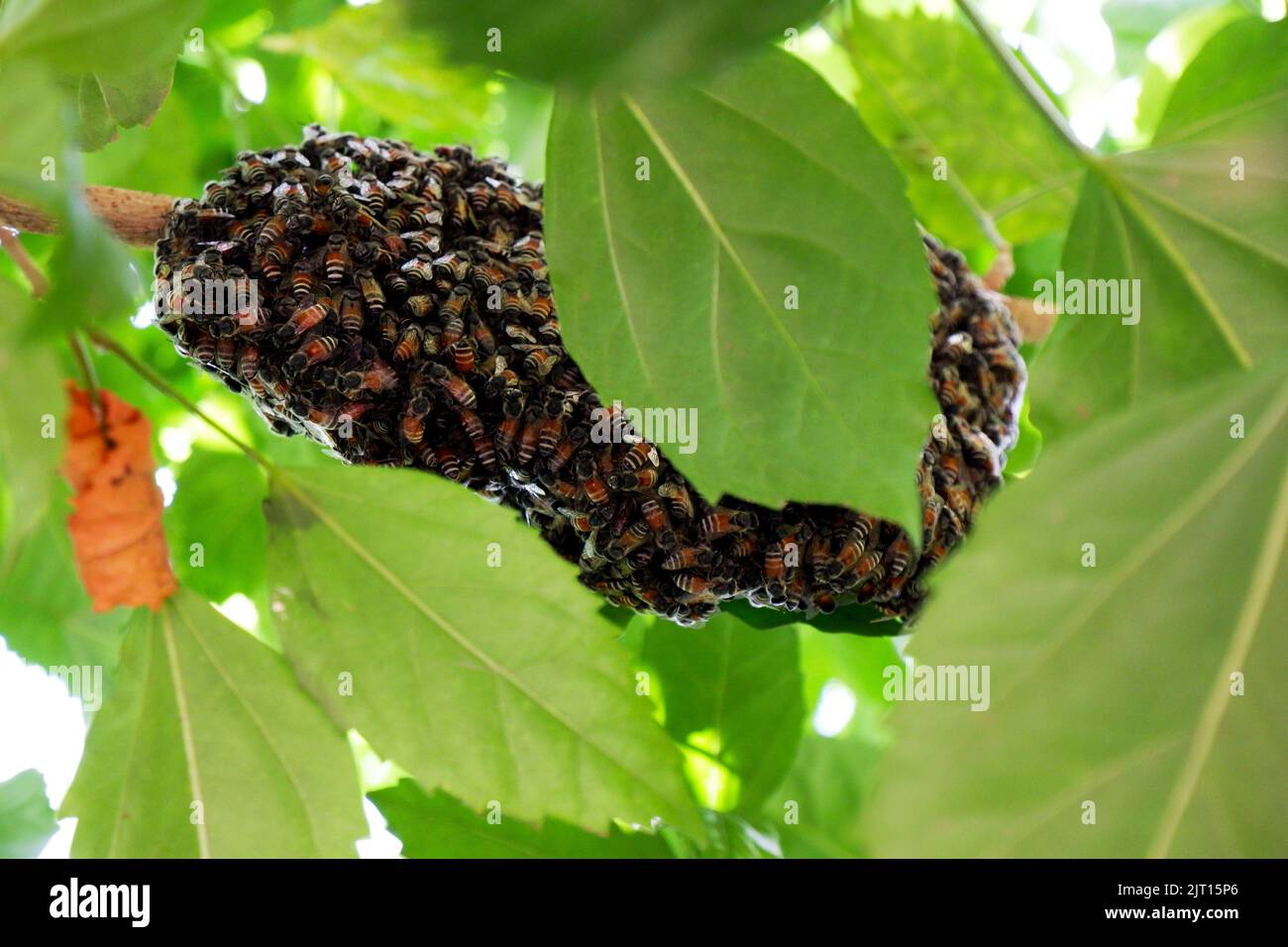 Beehive on tree branch in hi-res stock photography and images - Alamy