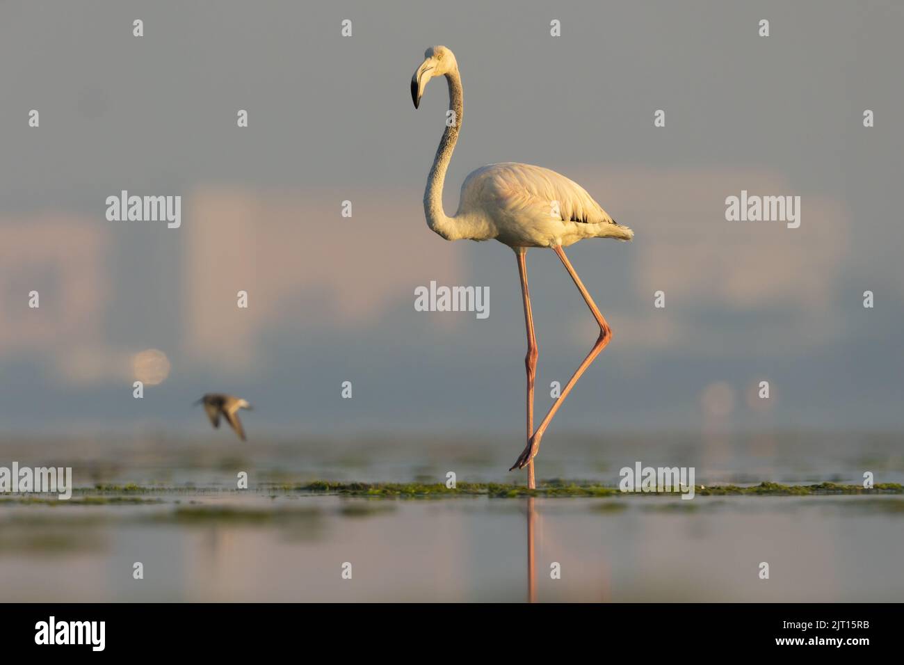 Closeup of juvenile greater flamingo walking sideways on wetland at ...