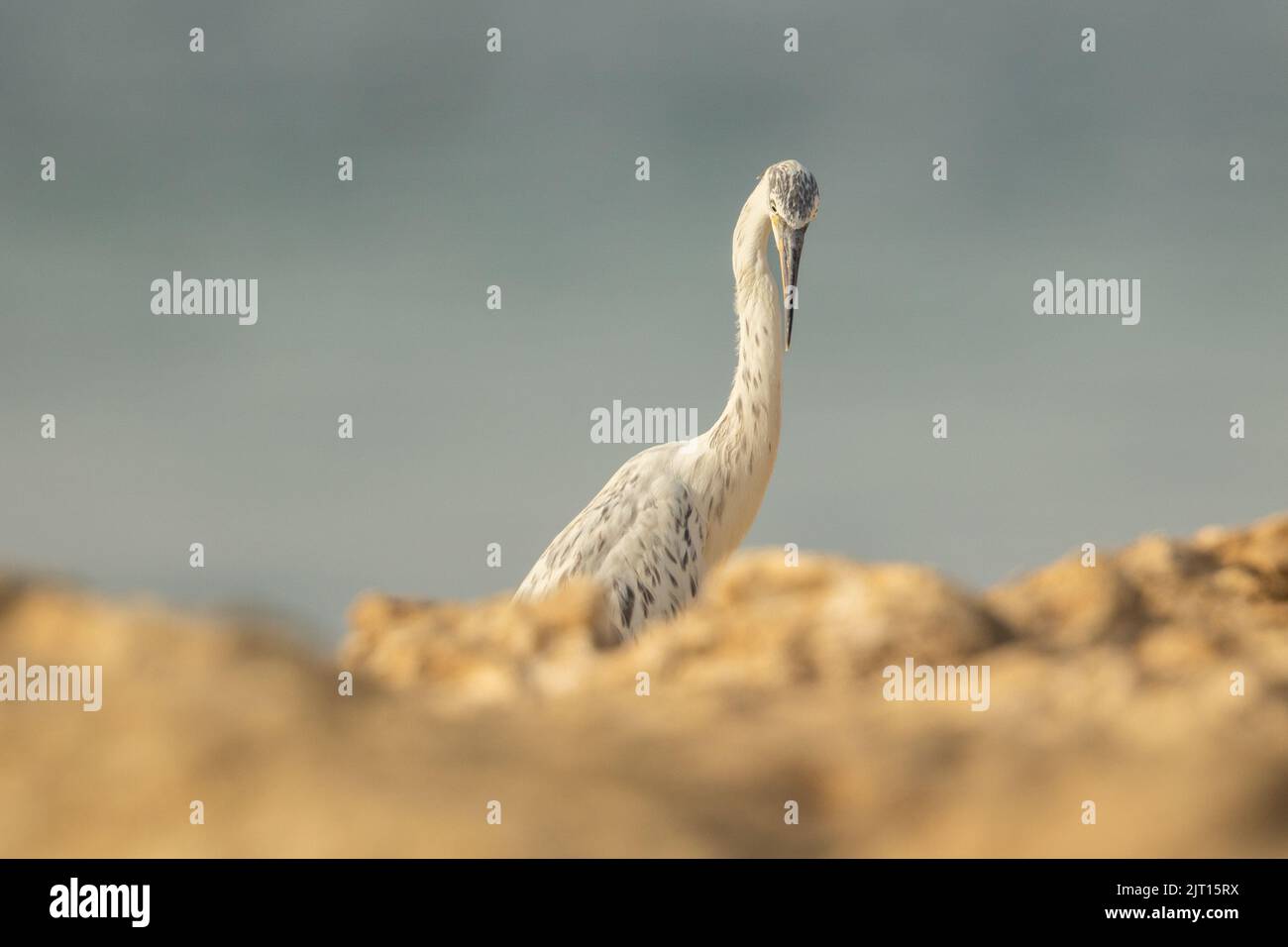 White morphed hi-res stock photography and images - Alamy