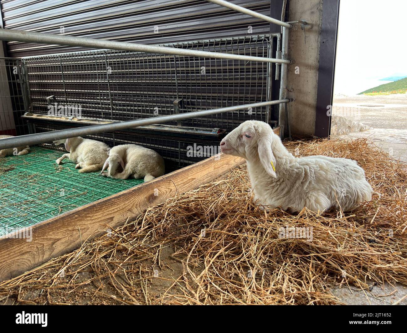White sheep resting in a stall on a farm Stock Photo - Alamy