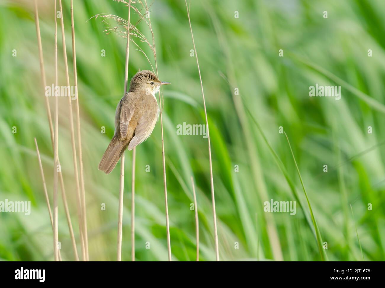 Reed warbler (Acrocephalus scirpaceus) , perched at the top of a reed ...