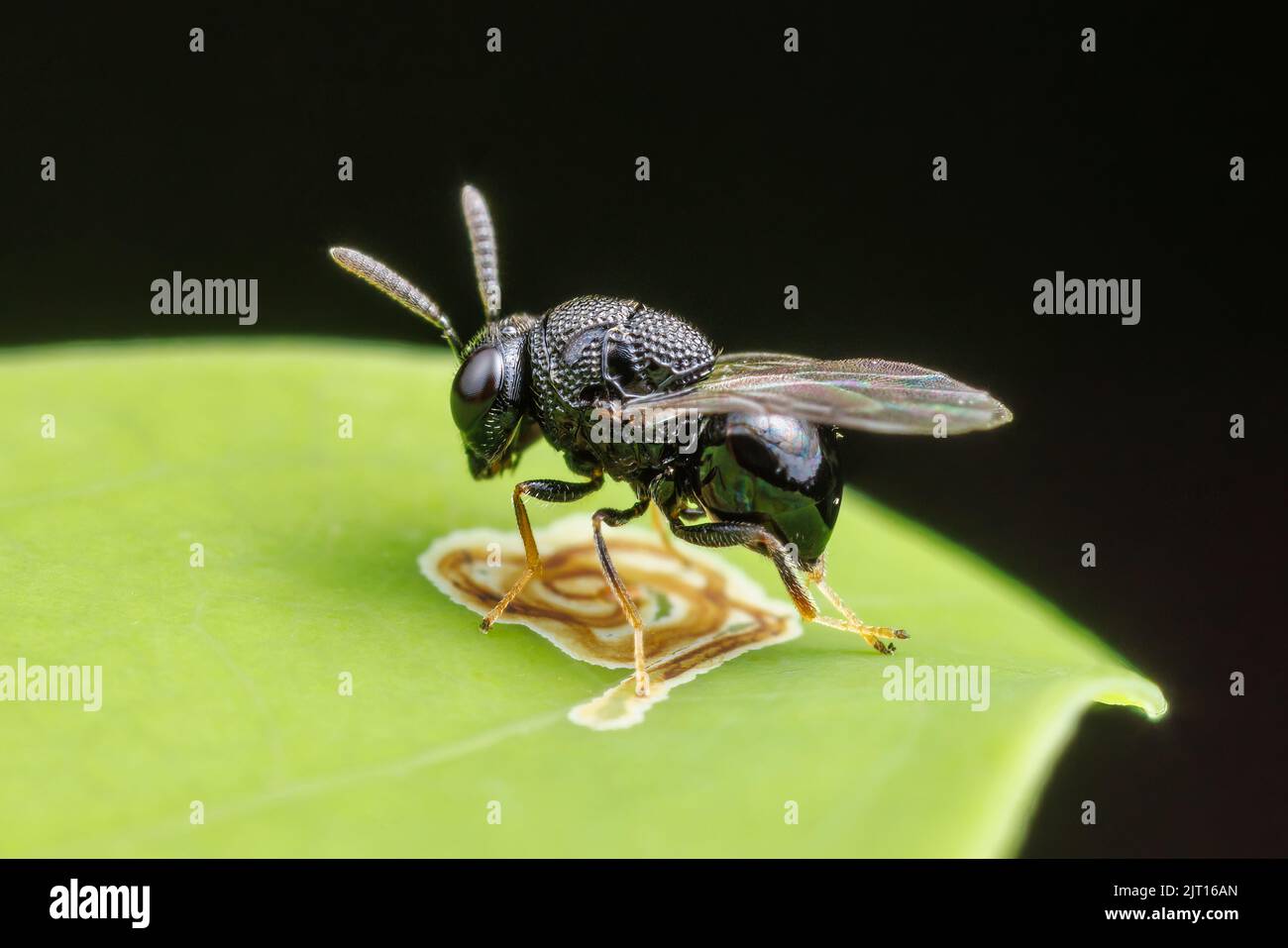 A perilampid wasp (Perilampus prothoracicus), approx. 2-3mm in length ...