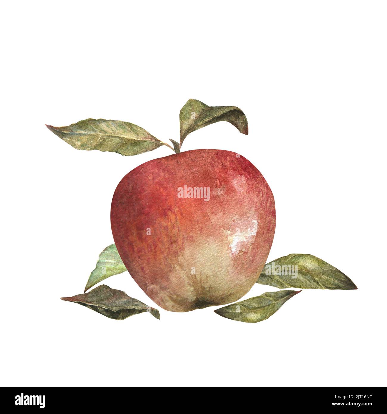 Watercolor illustration of red appetizing apple with green leaves ...