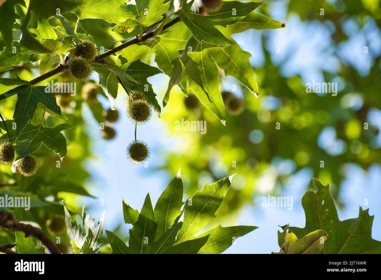 Chestnut hedgehogs in the branches of a tree Stock Photo - Alamy