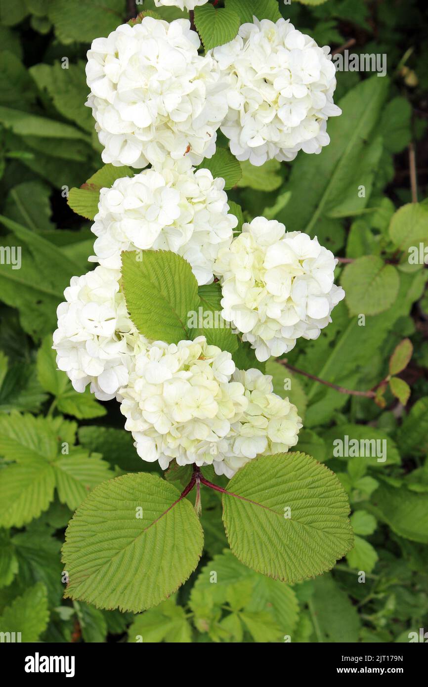 Japanese Snowball Bush (Viburnum plicatum Stock Photo - Alamy