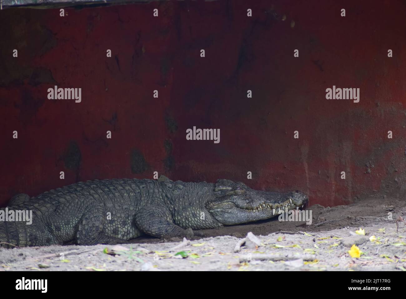 Crocodile is taking rest in the shades in a cage Stock Photo - Alamy