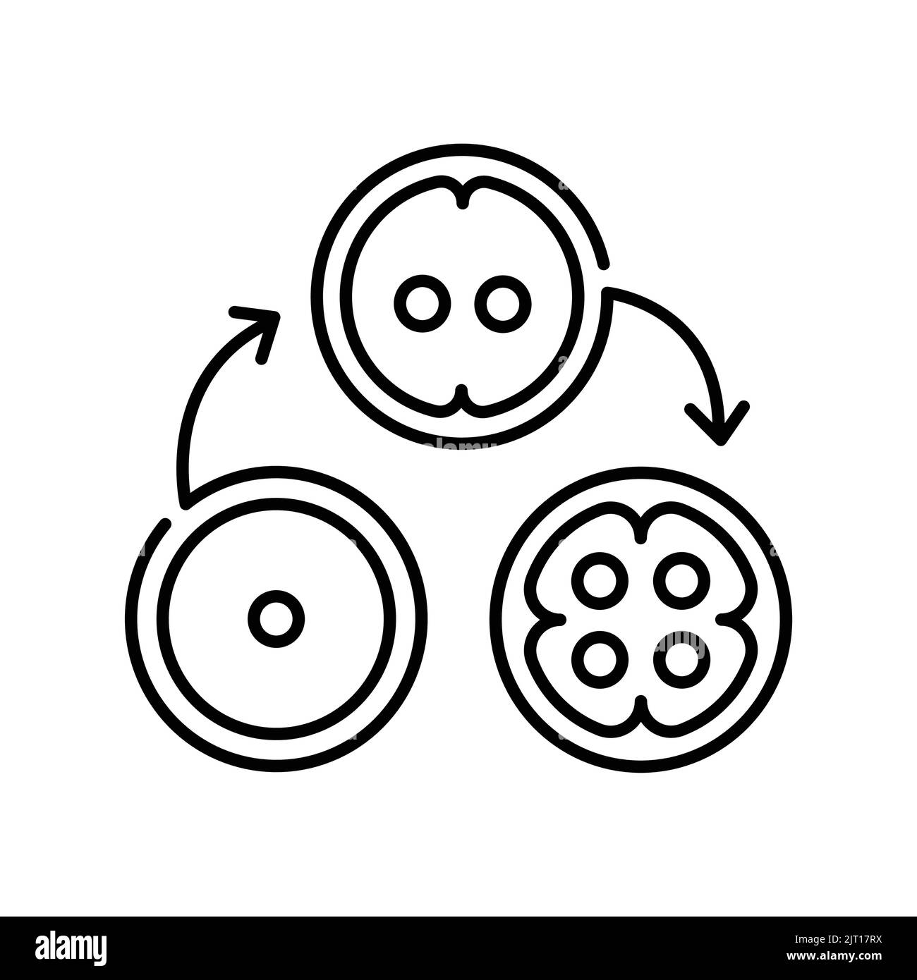 Cell division olor line icon. Pregnancy. Pictogram for web page, mobile ...