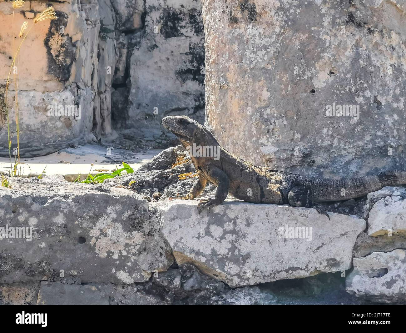 Huge Iguana gecko animal on rocks at the ancient Tulum ruins Mayan site ...