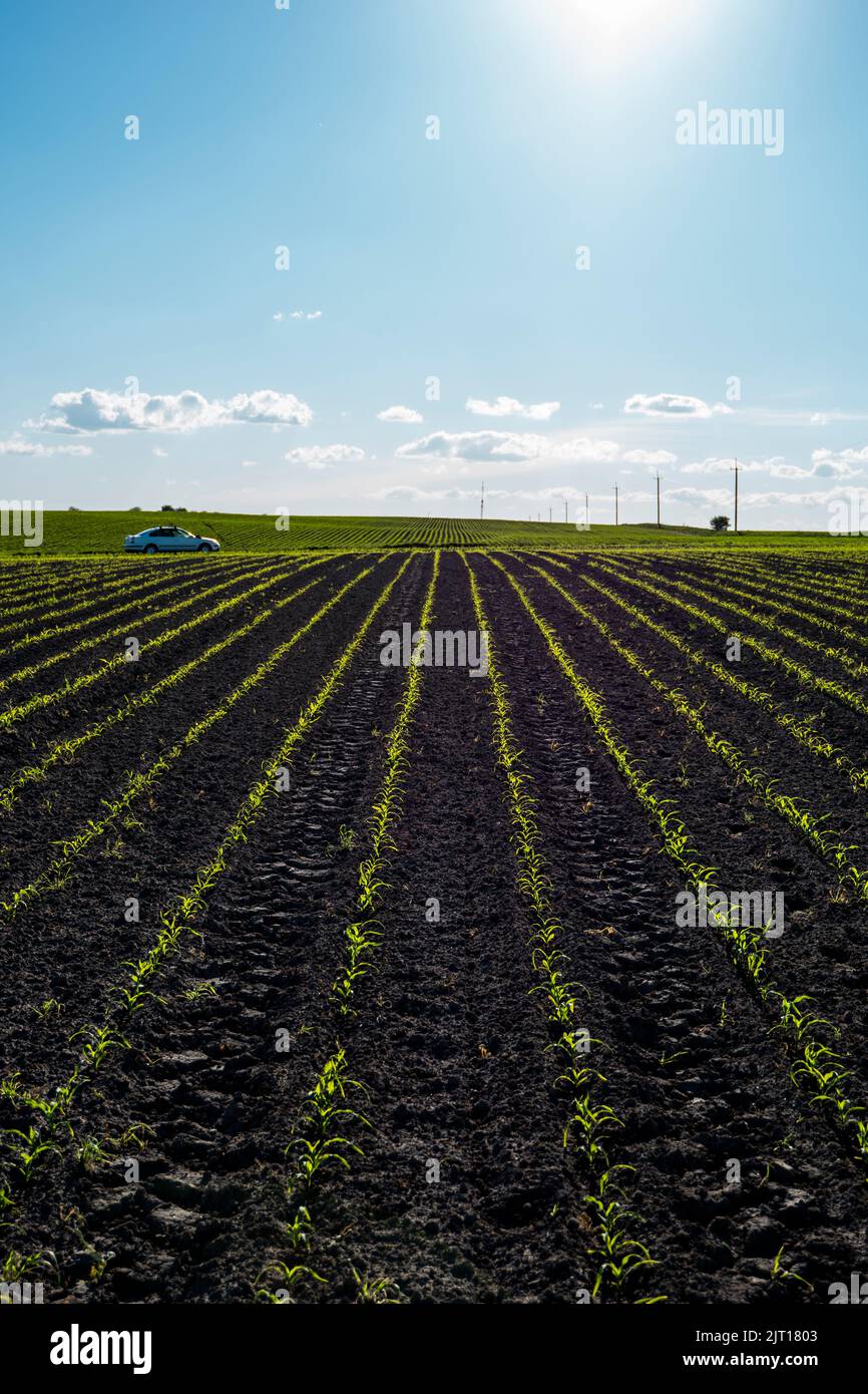 Young green corn plantation. The concept of agriculture Stock Photo - Alamy