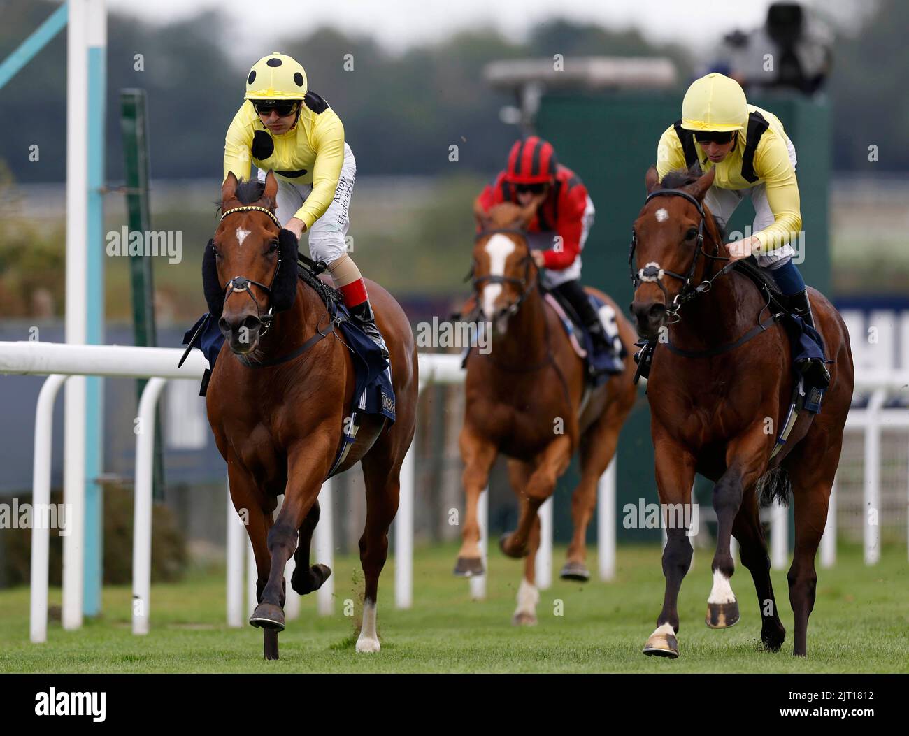Jadoomi horse hi-res stock photography and images - Alamy