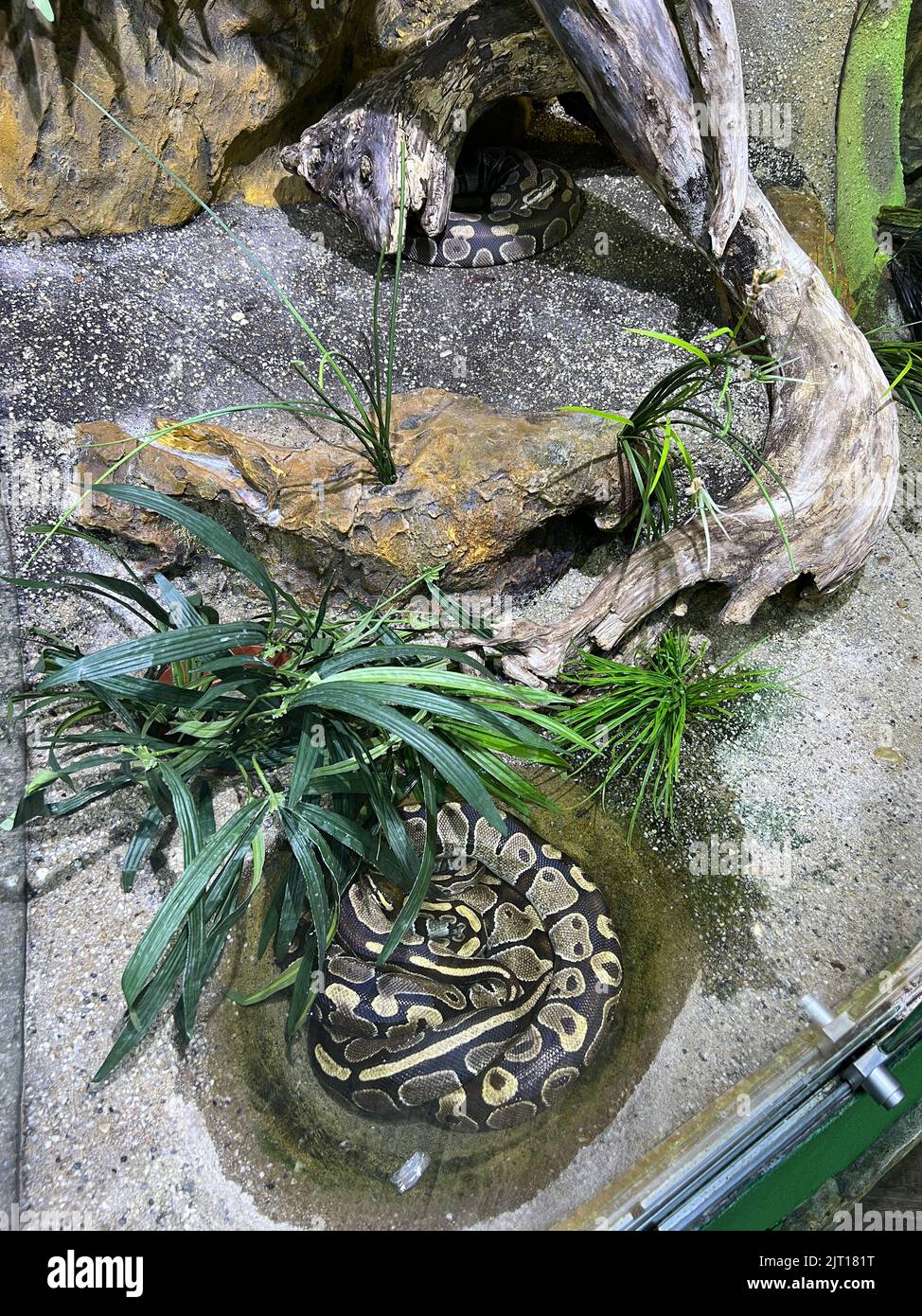 Royal python sleeping curled up in a terrarium Stock Photo - Alamy