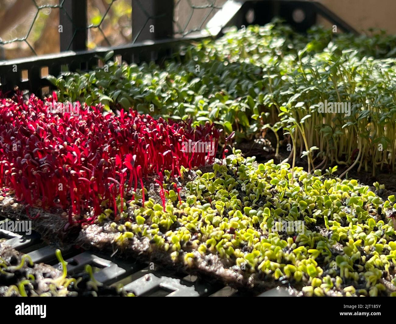 Microgreens growing window hi-res stock photography and images - Alamy