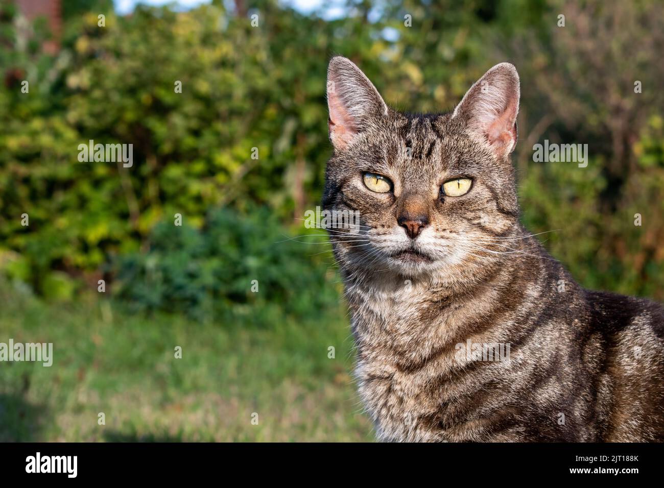 Cat photoshoot hi-res stock photography and images - Alamy