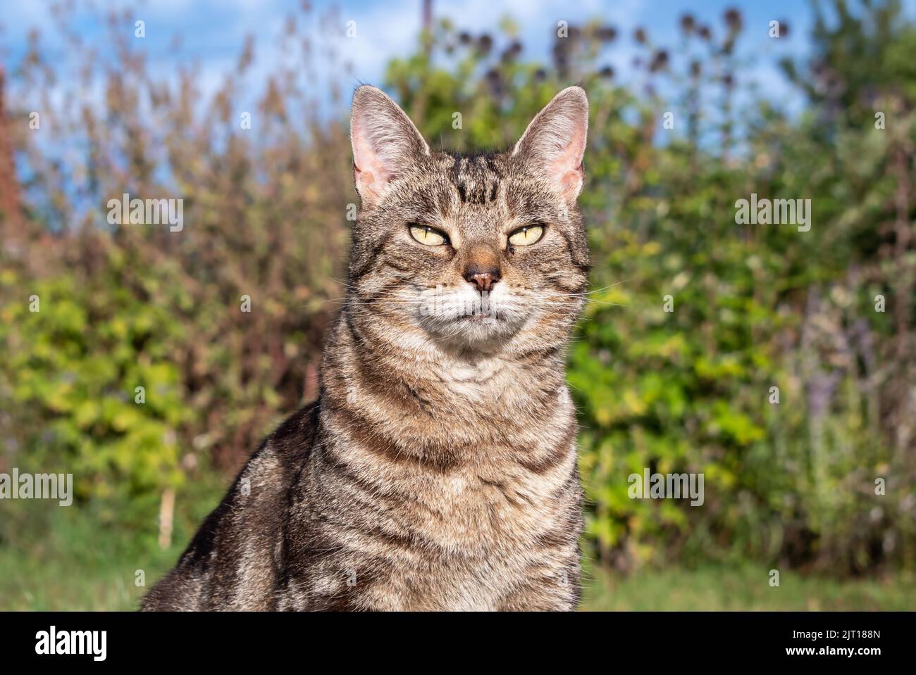 Female cat pet hi-res stock photography and images - Alamy