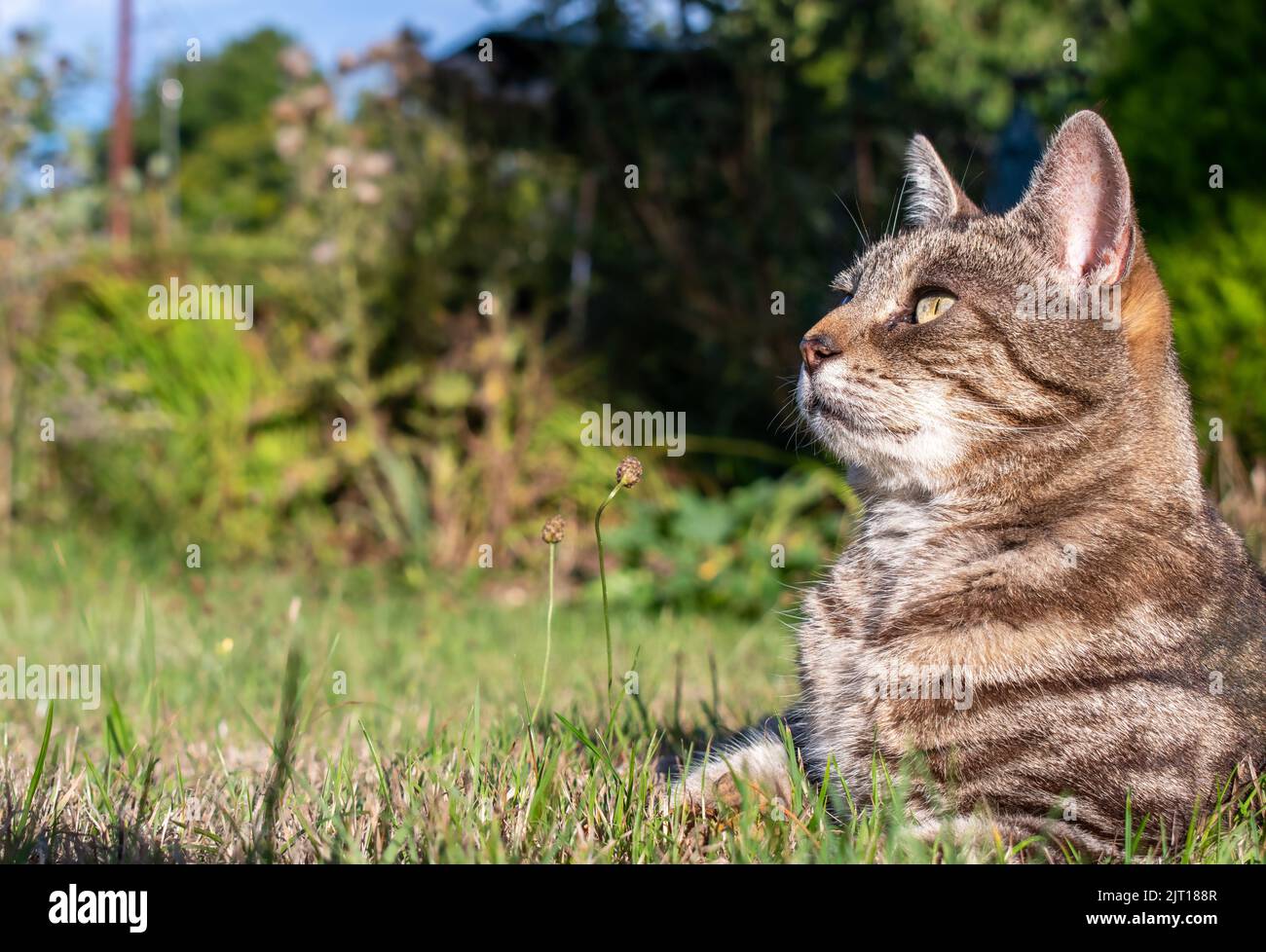 Cat photoshoot hi-res stock photography and images - Alamy