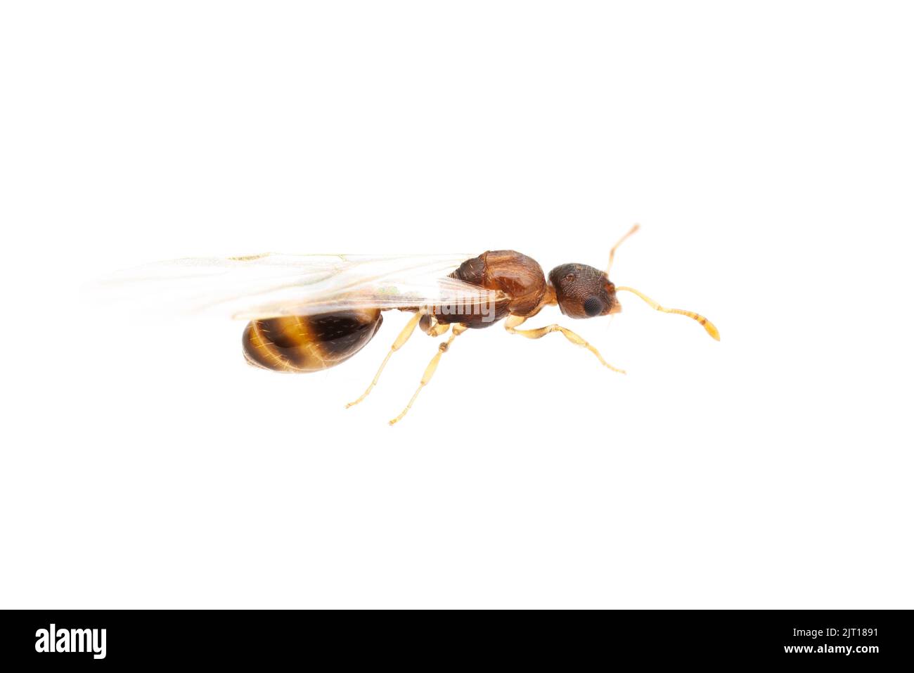 An Acorn Ant (Temnothorax curvispinosus) female alate during a nuptial ...